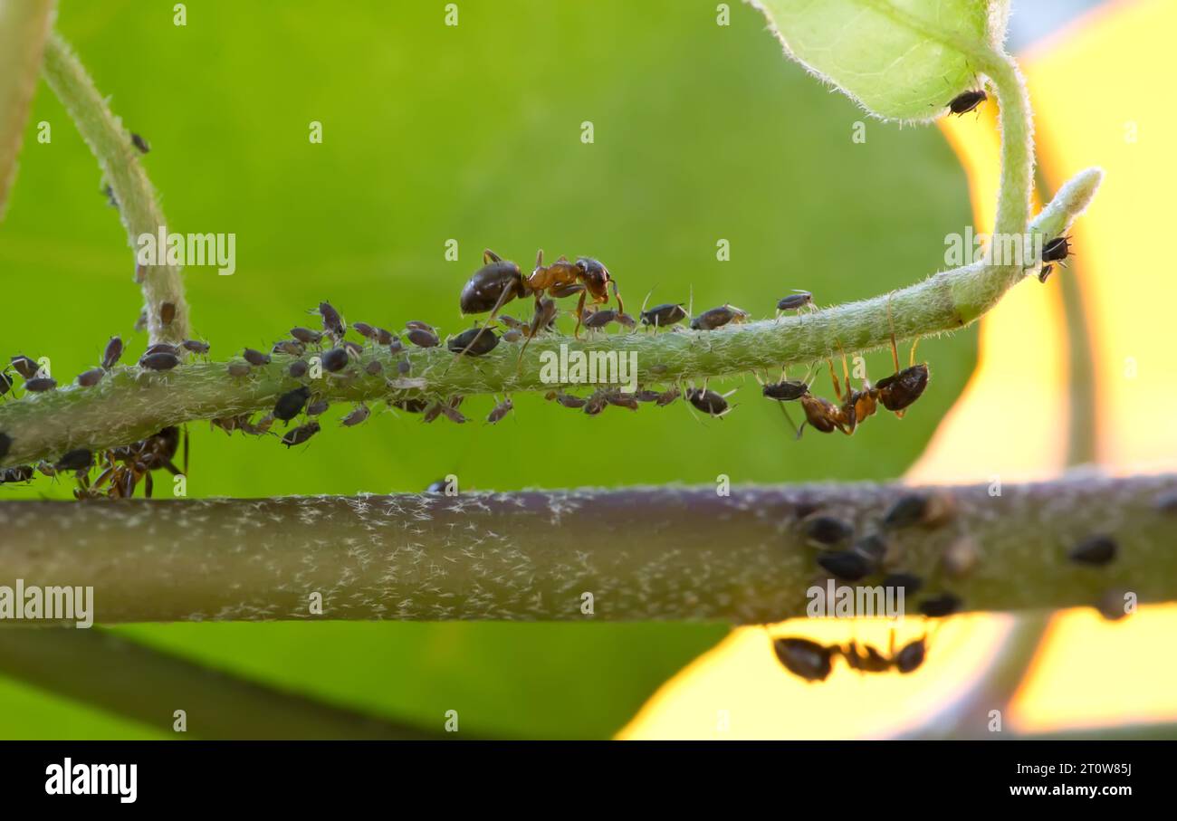 Close-up of ants and aphids Stock Photo - Alamy