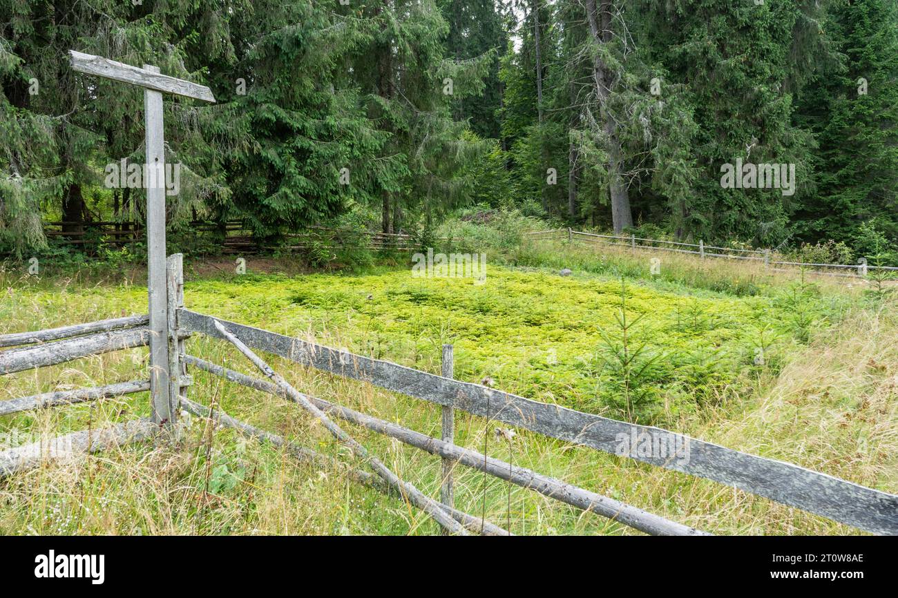 Young pine tree saplings hi-res stock photography and images - Alamy