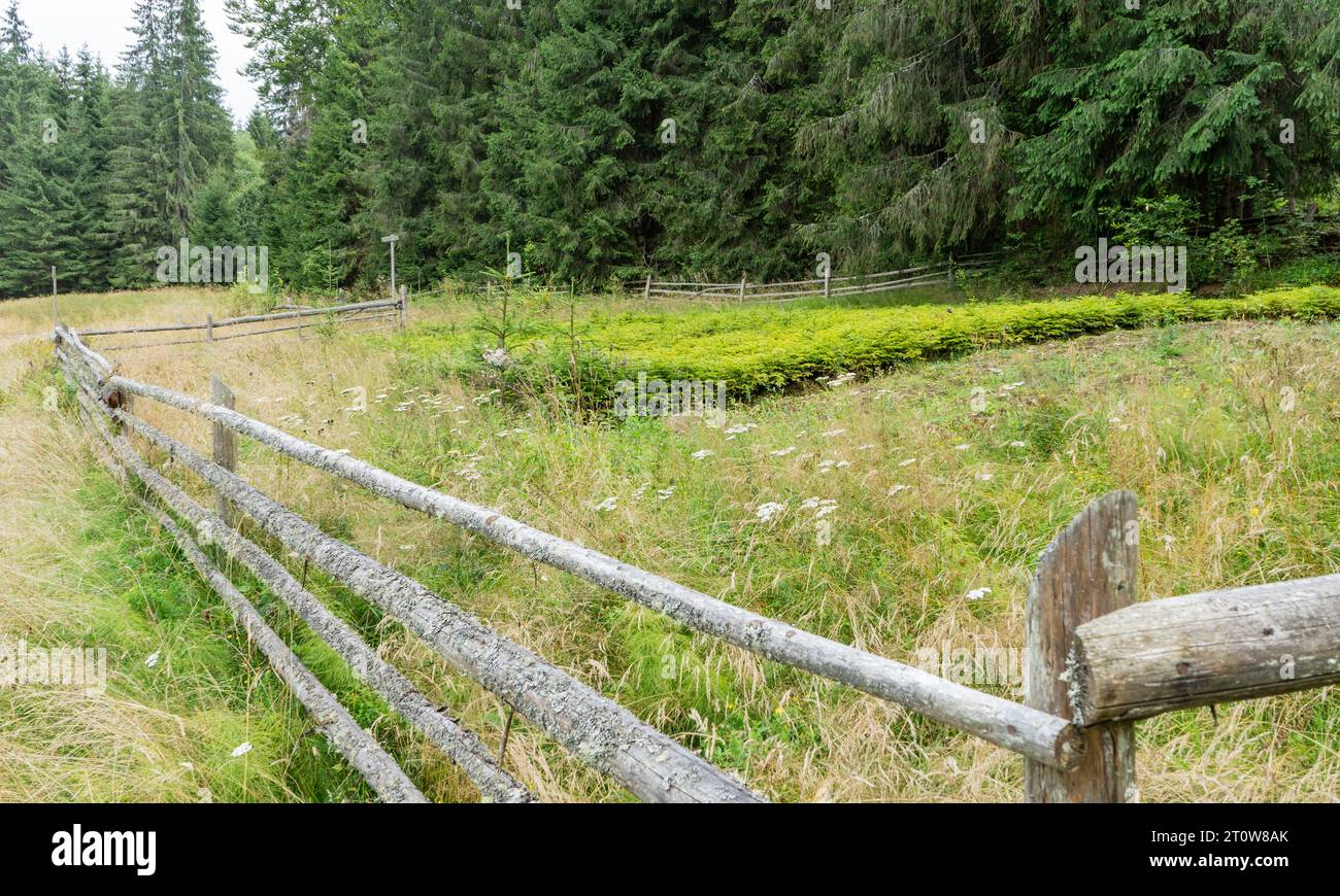 Young pine tree saplings hi-res stock photography and images - Alamy