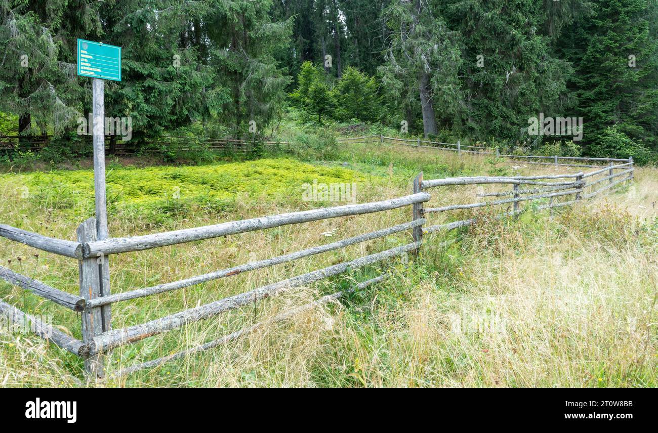 Forestry replanting pine trees hi-res stock photography and images - Alamy