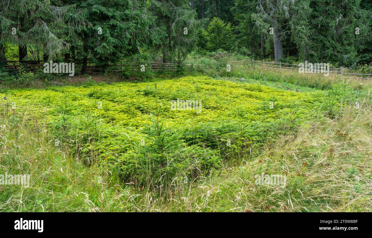 Young pine tree saplings hi-res stock photography and images - Alamy