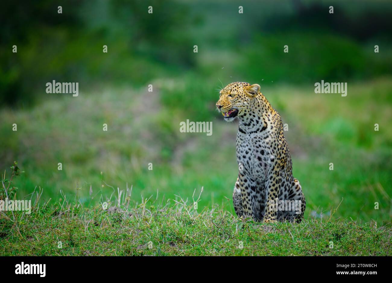 Leopard and Cub, Leopard with cub, African leopards, African leopard ...