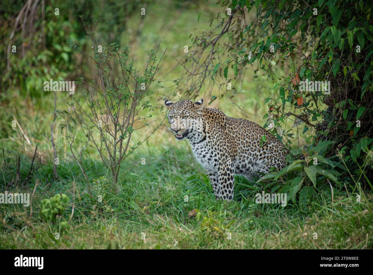 Leopard and Cub, Leopard with cub, African leopards, African leopard ...