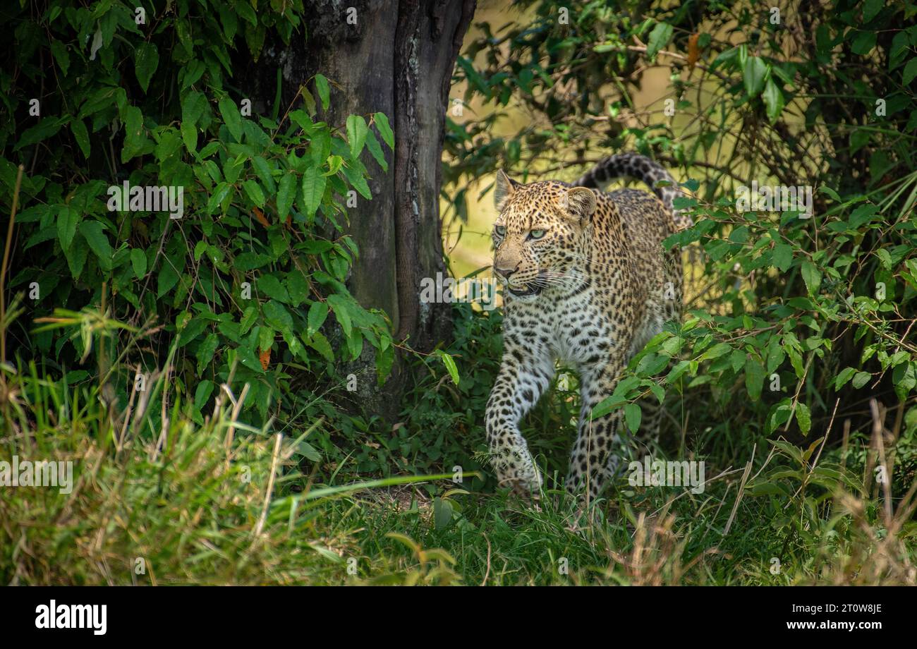 African famous leopard luka hi-res stock photography and images - Alamy