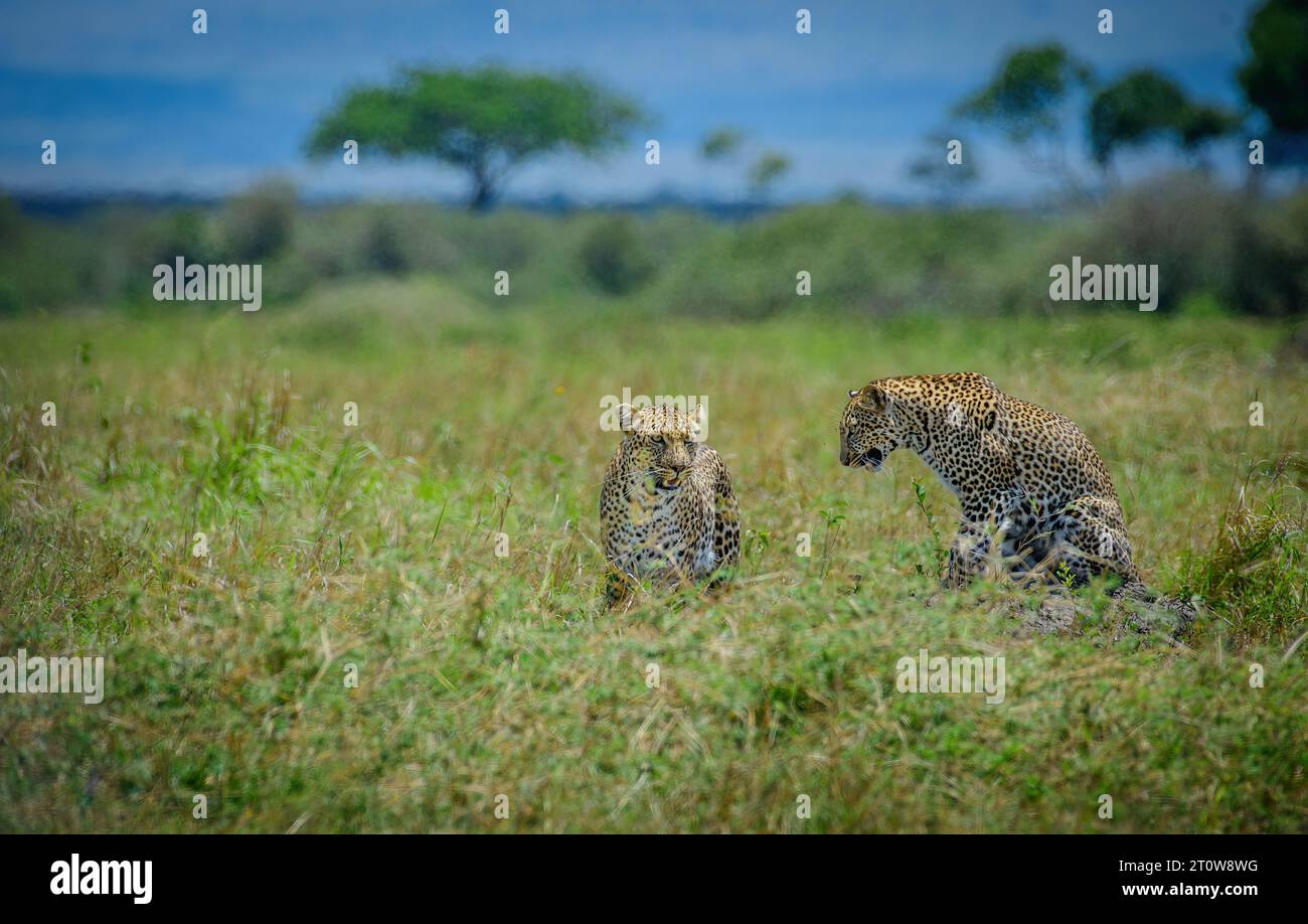 African leopard cub hi-res stock photography and images - Alamy