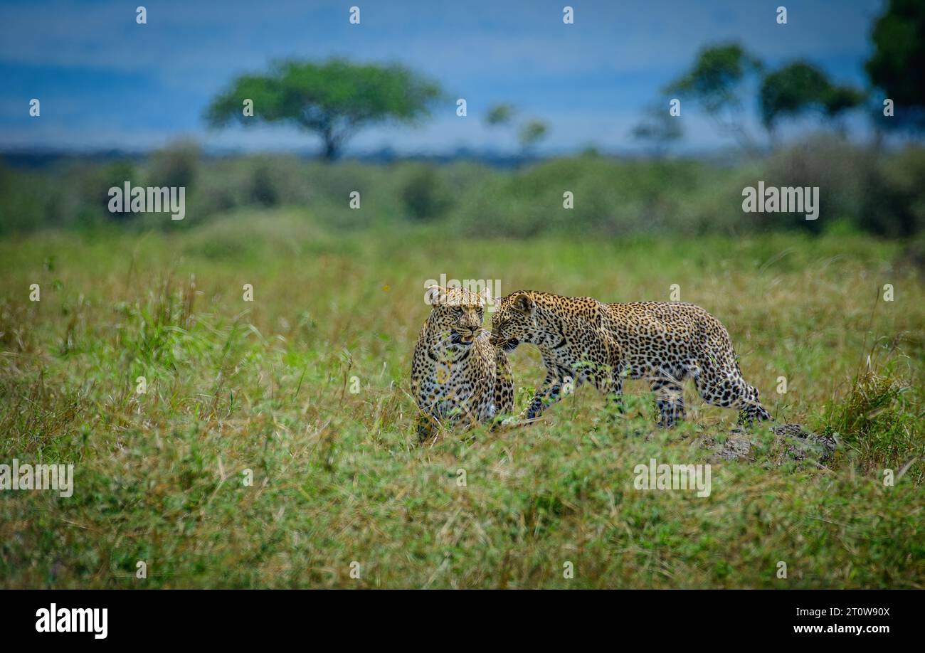Leopard and Cub, Leopard with cub, African leopards, African leopard ...