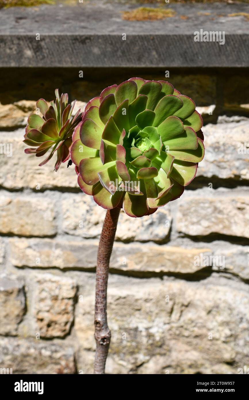 Rosette thick leaf in front of a stone wall Stock Photo - Alamy