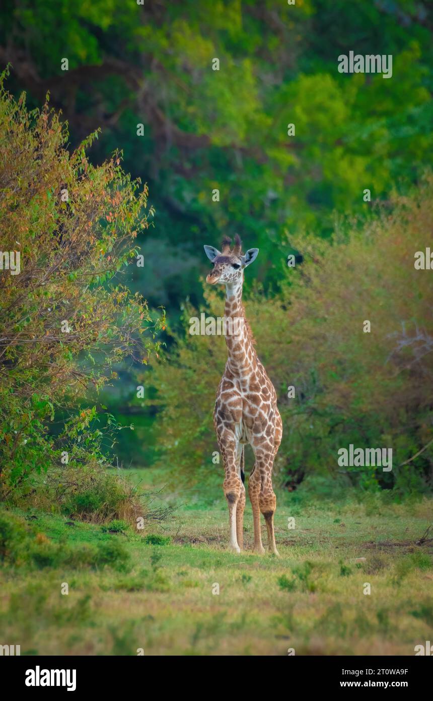 Maasai_mara hi-res stock photography and images - Alamy
