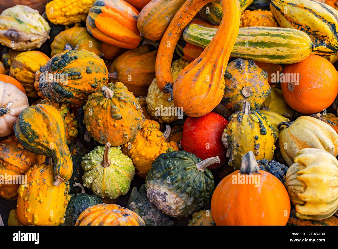 Various ornamental pumpkins in hi-res stock photography and images - Alamy