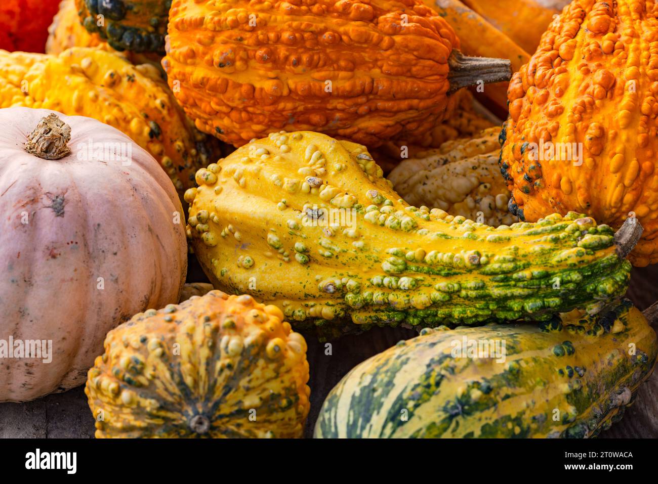 Different organic pumpkin varieties in different colors displayed at a ...