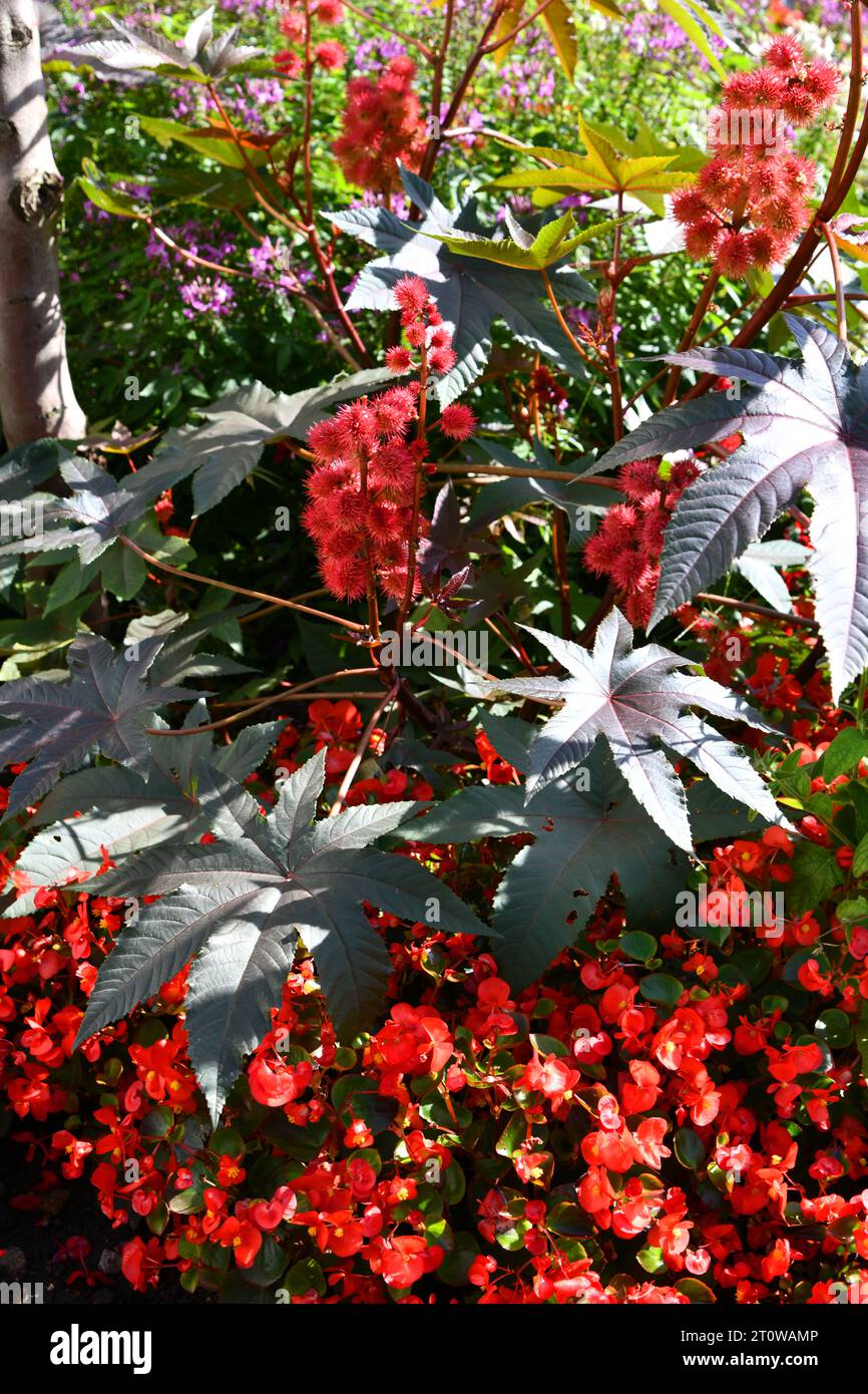 red castor bean in the garden Stock Photo - Alamy