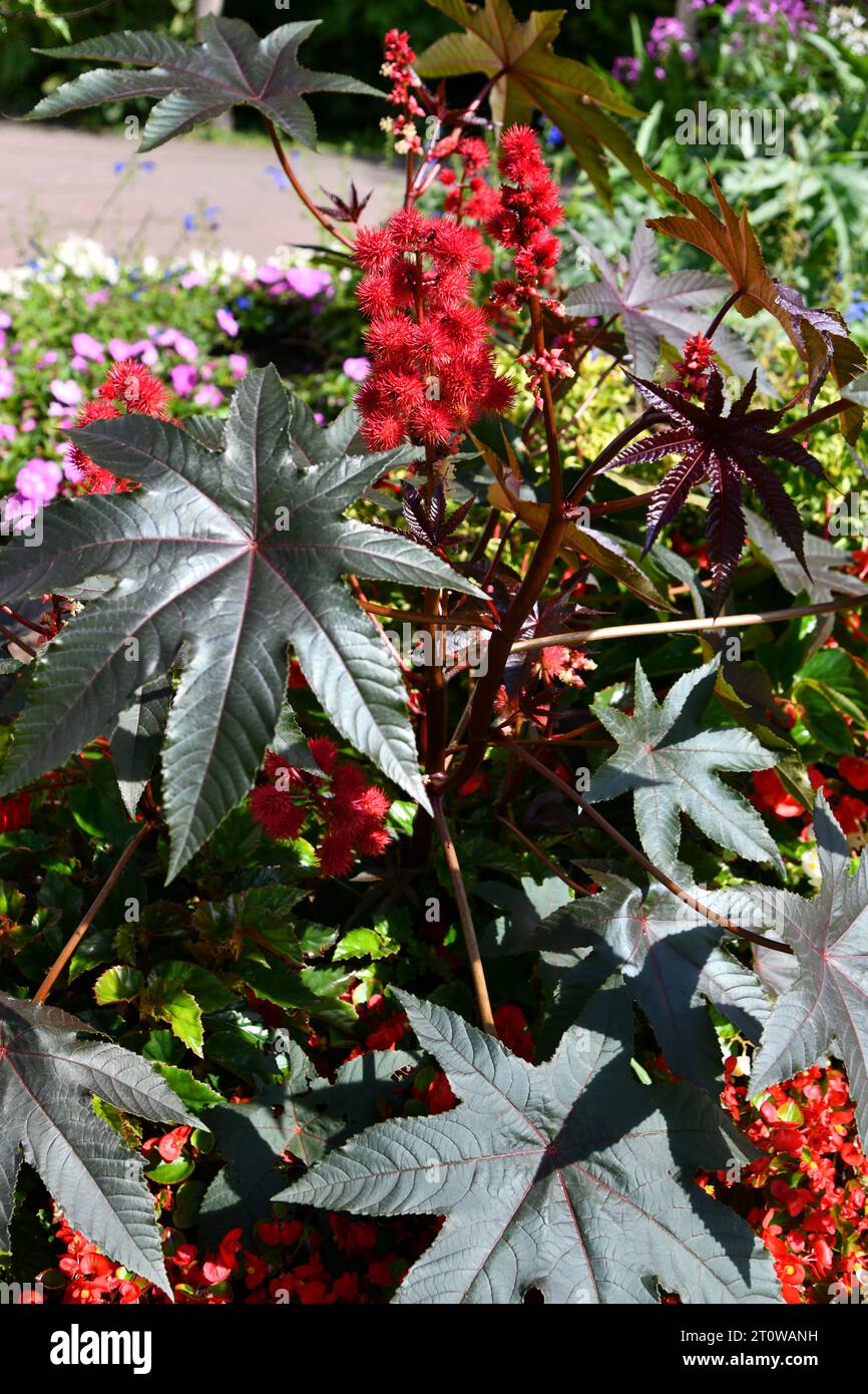 red castor bean in the garden Stock Photo - Alamy