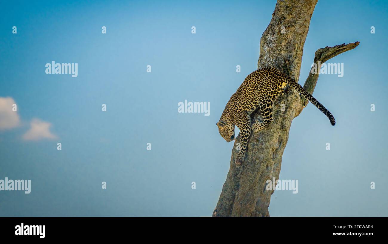 Leopard and Cub, Leopard with cub, African leopards, African leopard ...
