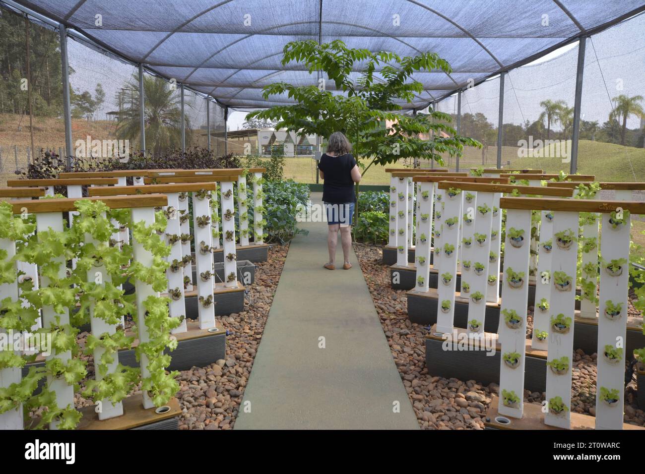 Hydroponics vegetables with green lettuce growing in plastic tubes in ...