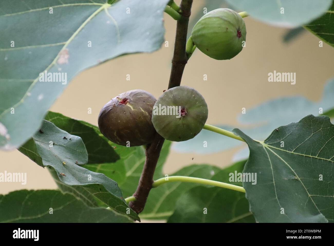 Figs in garden hi-res stock photography and images - Alamy