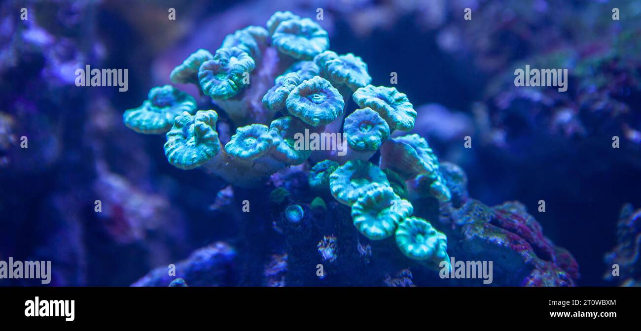 Caulastraea furcata, also known as the candy cane. Mediterranean sea ...