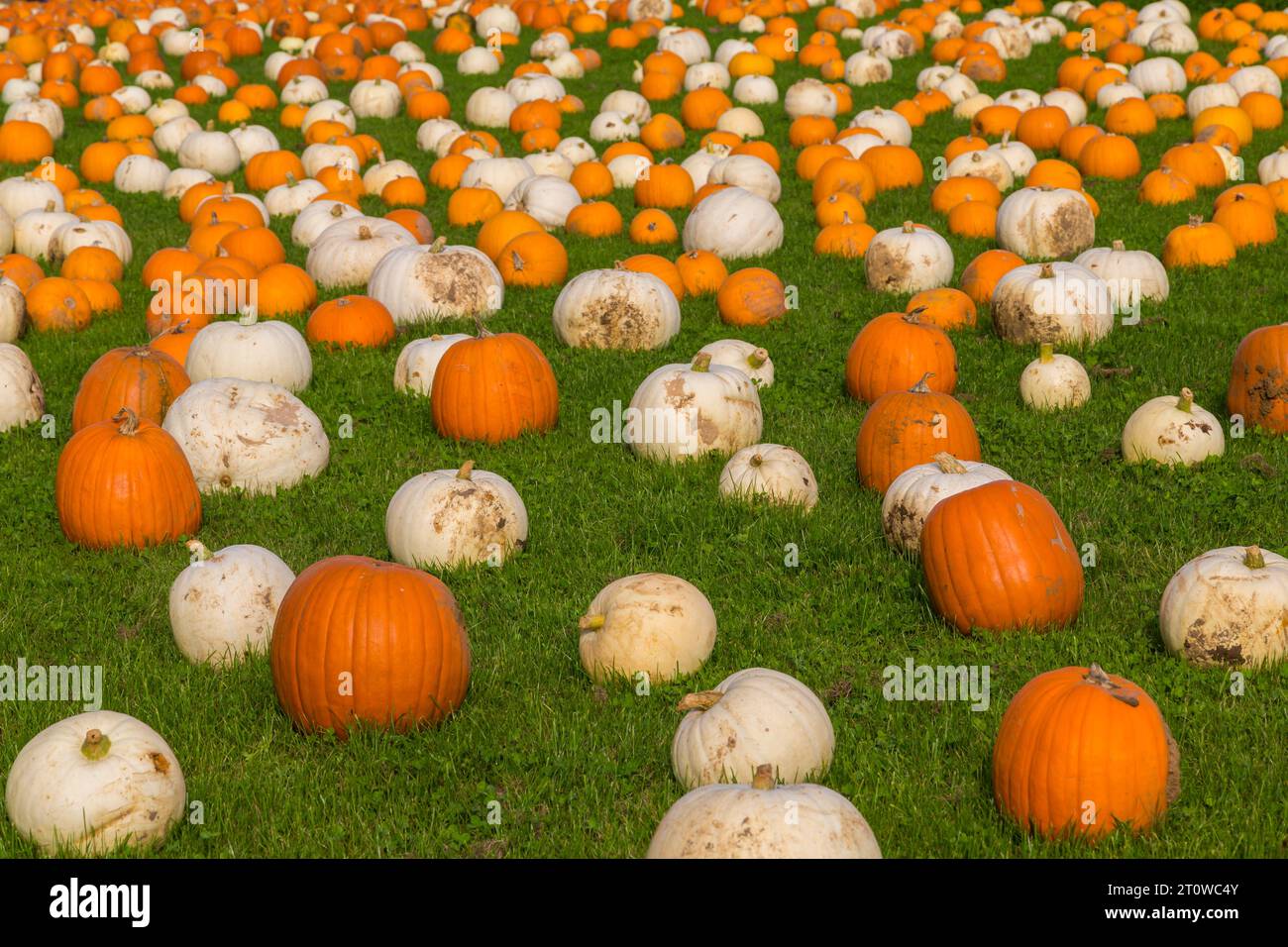 Sunnyfields farm hi-res stock photography and images - Alamy