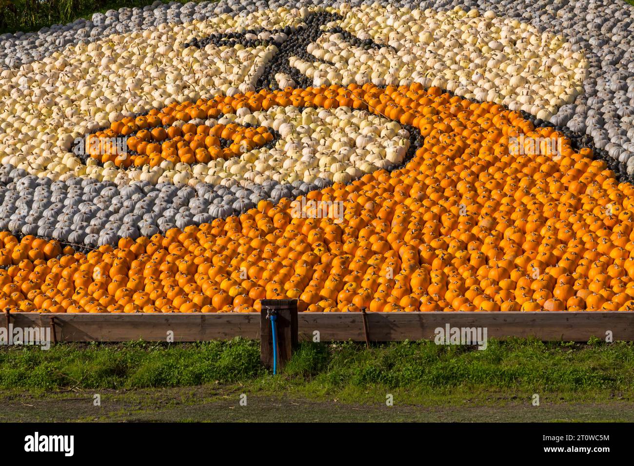 Nightmare before Christmas pumpkin display at Sunnyfields Farm in ...