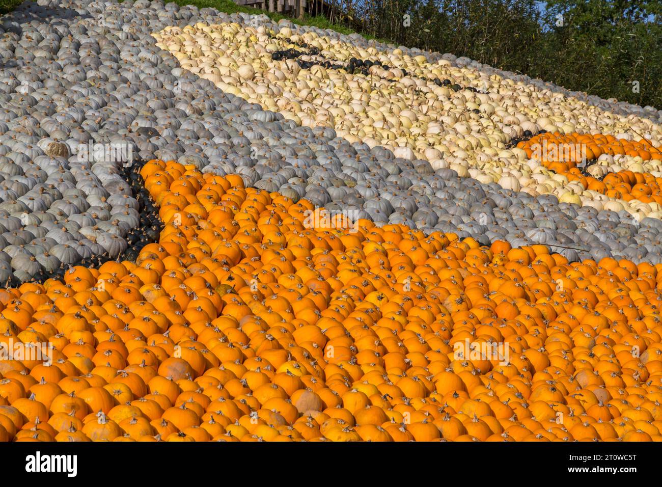 Nightmare before Christmas pumpkin display at Sunnyfields Farm in ...