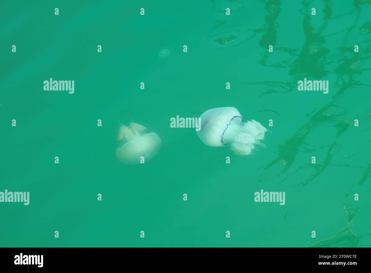 Rhizostoma octopus Jellyfish floating near the surface of the sea Stock ...