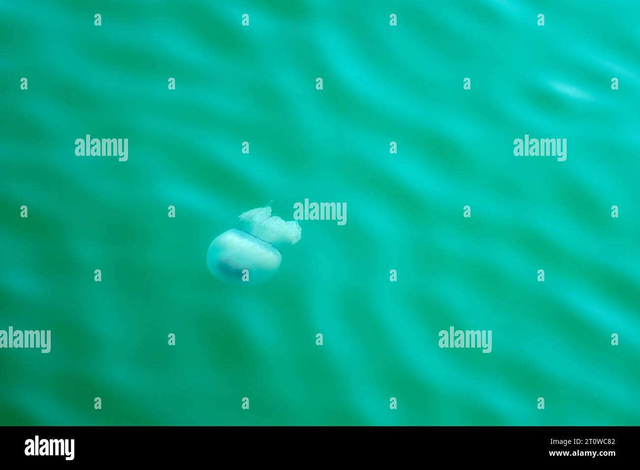 Rhizostoma octopus Jellyfish floating near the surface of the sea Stock ...