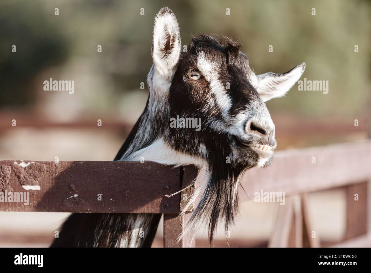 Goat. Portrait of a goat on a farm in the village. Beautiful goat ...