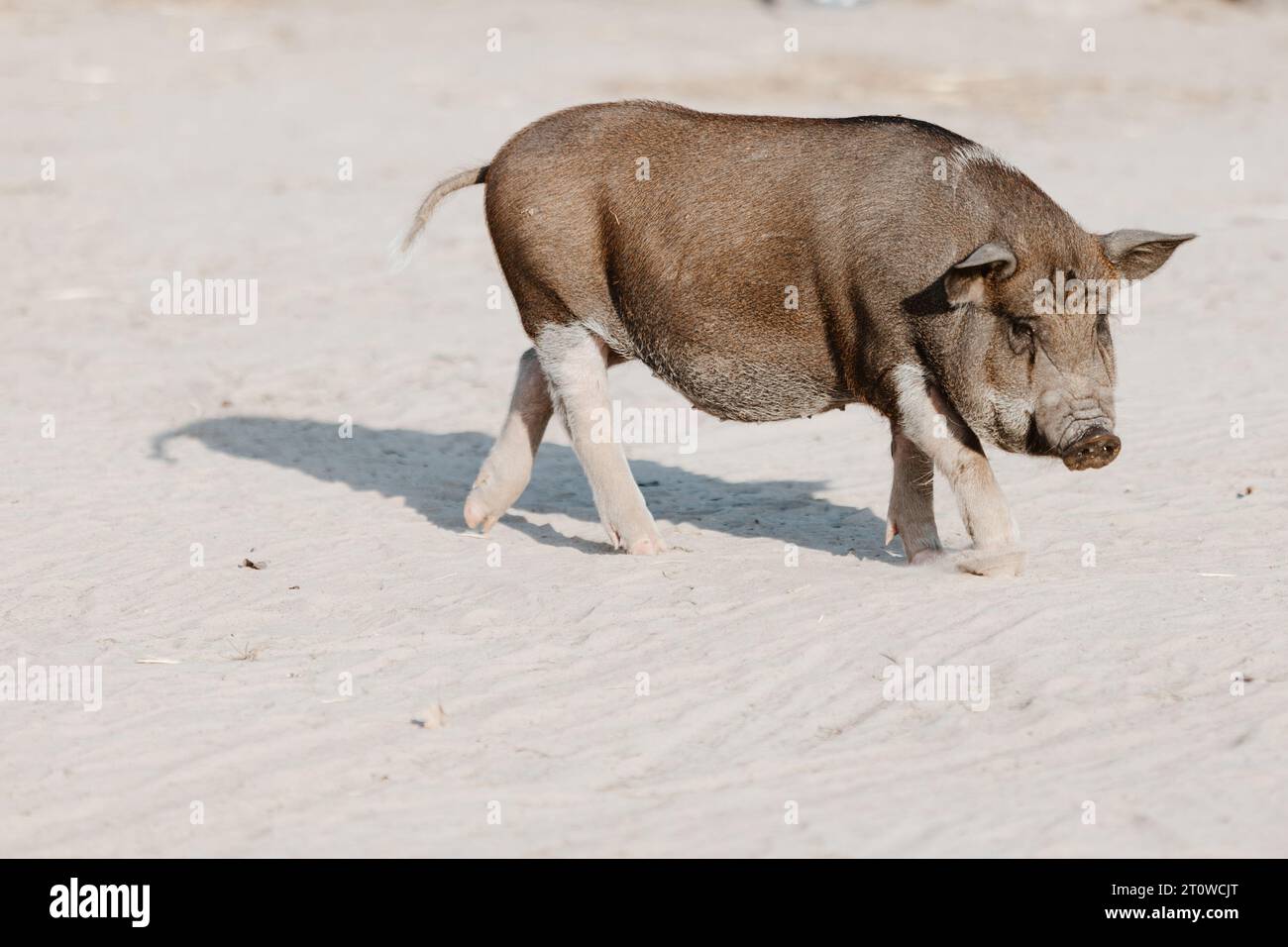 Household A Small Black Pig Sniffs Air In Farm Stock Photo - Alamy