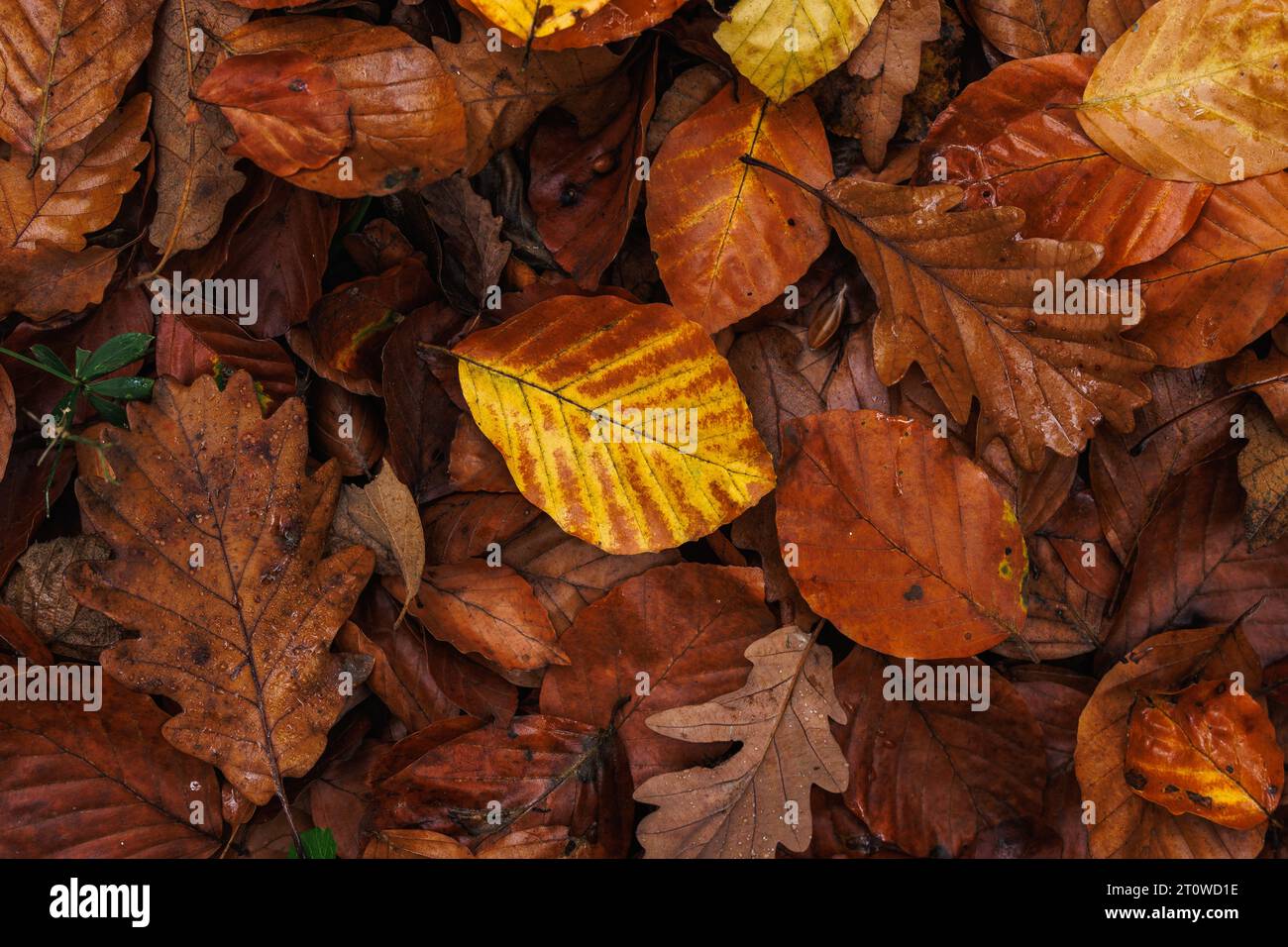 Autumn leaves detail view hi-res stock photography and images - Alamy