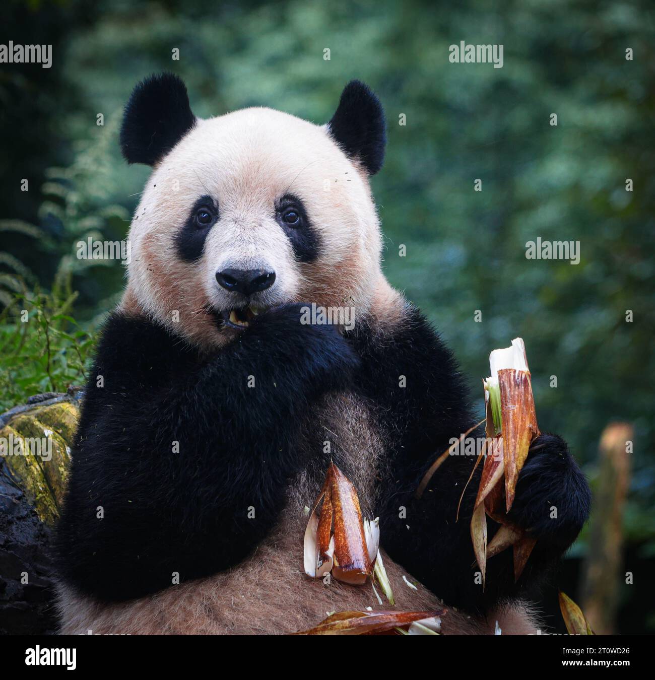 (231009) -- YA'AN, Oct. 9, 2023 (Xinhua) -- Giant panda Xiang Xiang ...
