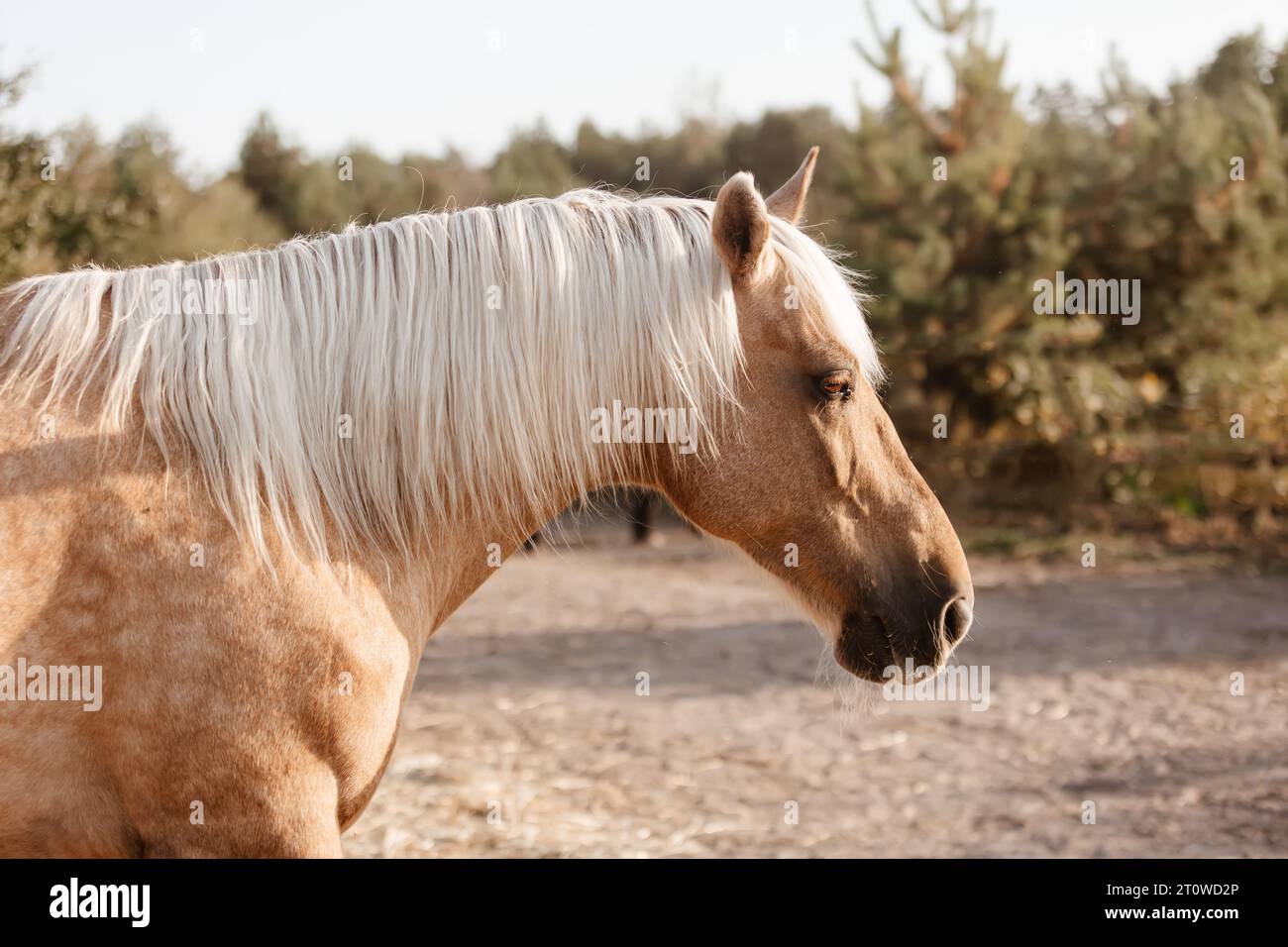 Wild horse running plains hi-res stock photography and images - Alamy