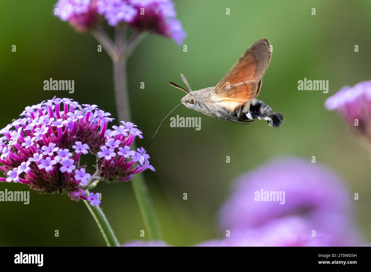 Hummingbird hawk-moth, Macroglossum stellatarum, Sussex, UK Stock Photo ...