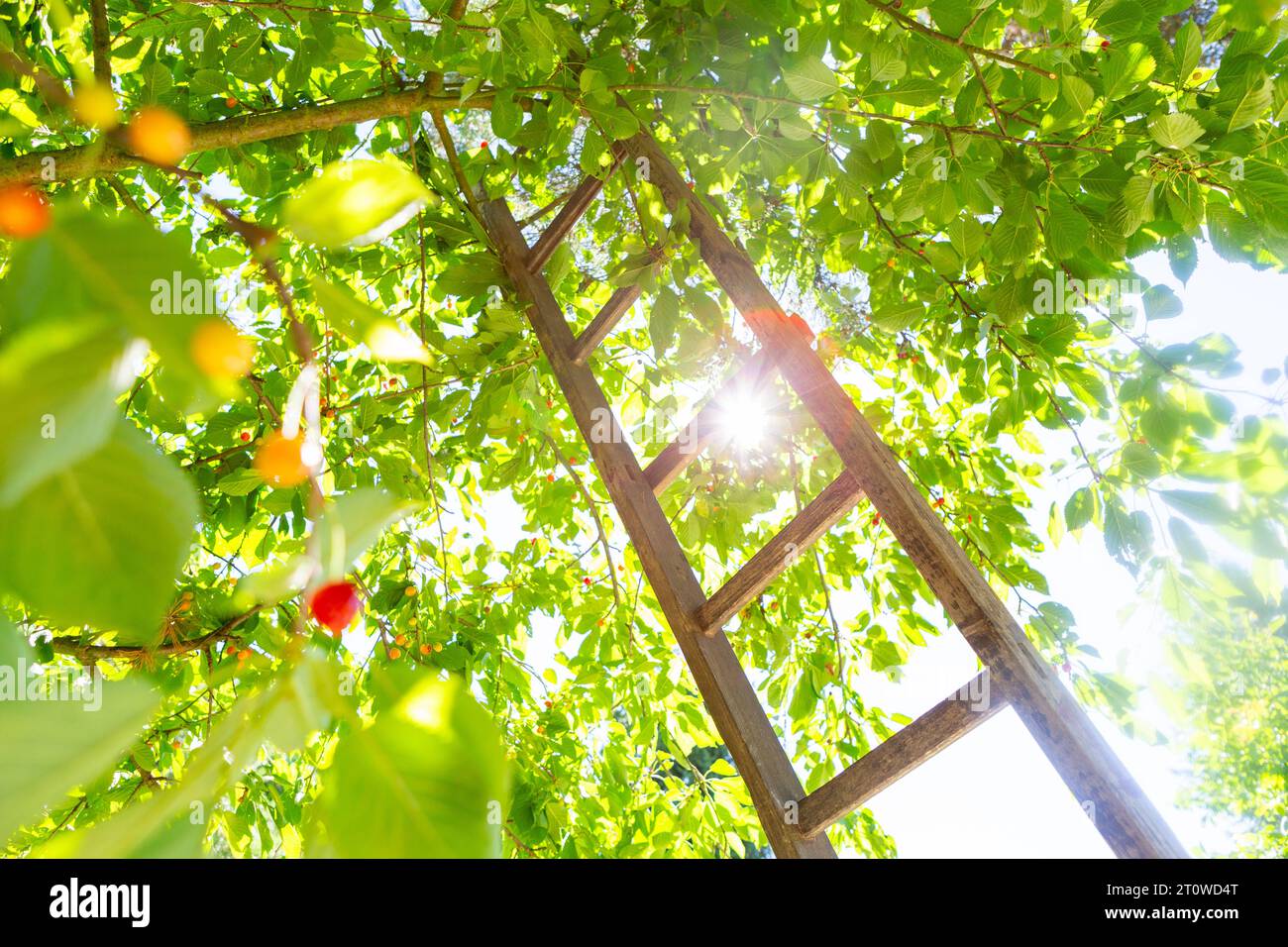 6 July 2023: A ladder at harvest among cherry trees with green leaves ...