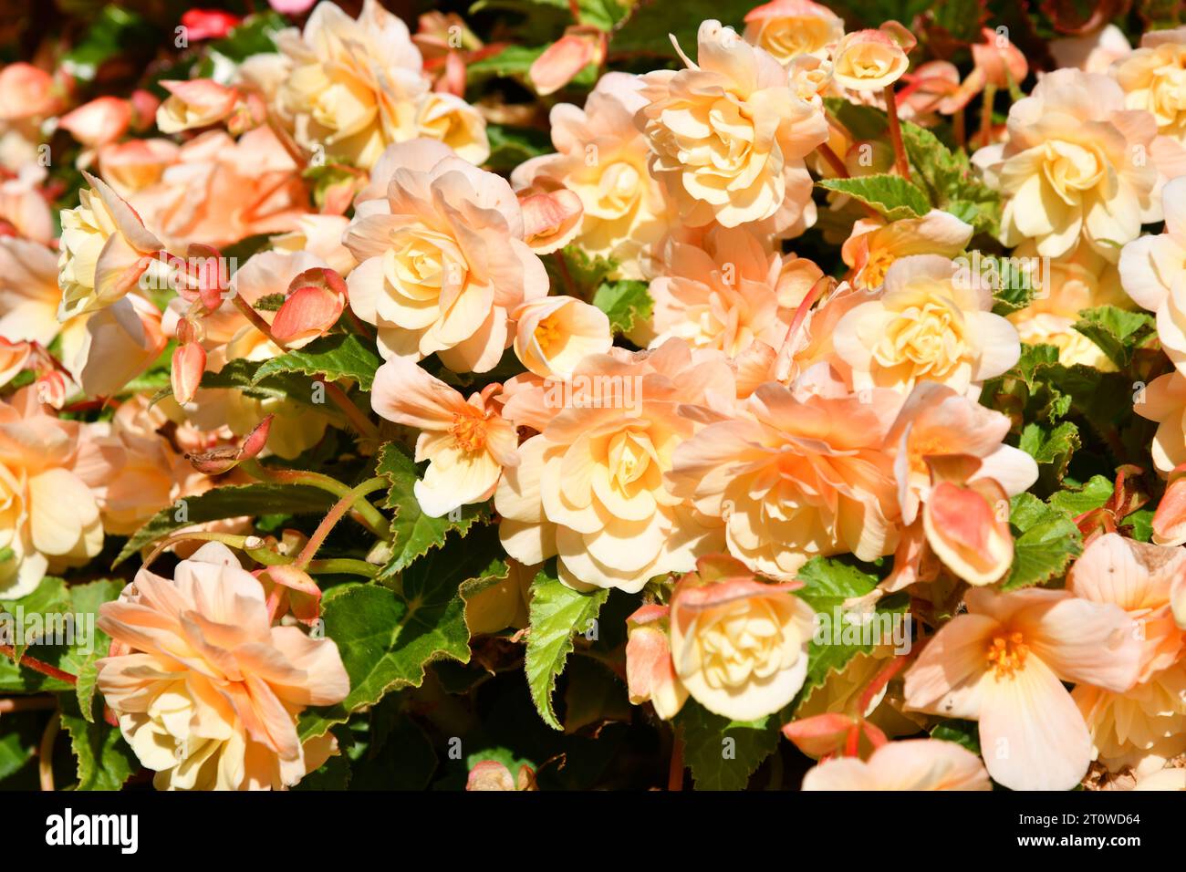 large begonias in a flower pot Stock Photo - Alamy