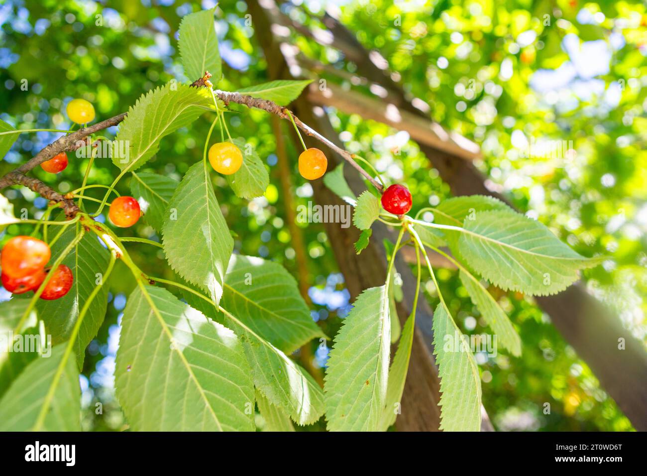 6 July 2023: A ladder at harvest among cherry trees with green leaves ...