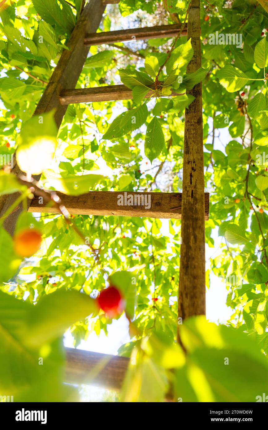 6 July 2023: A ladder at harvest among cherry trees with green leaves ...