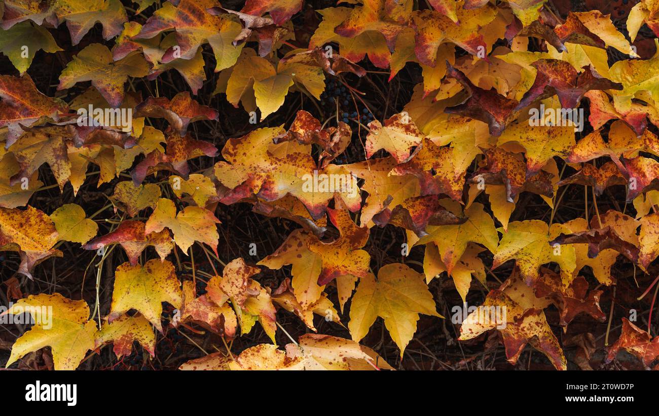 Autumn leaf color of wild grapevine at wall. Changing season. Fall ...