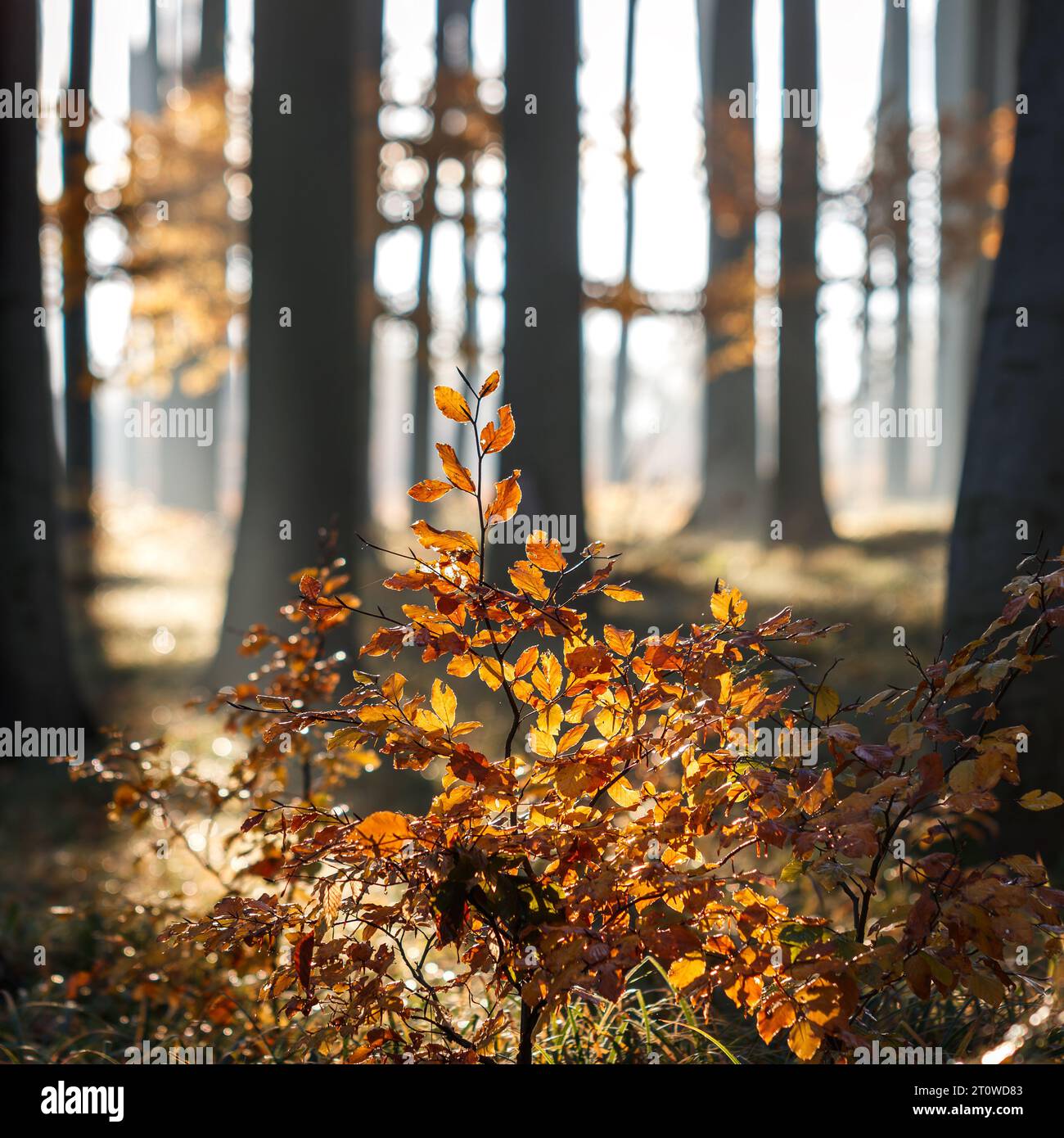 Autumn leaf color of young beech tree in forest. Sunrise in misty ...