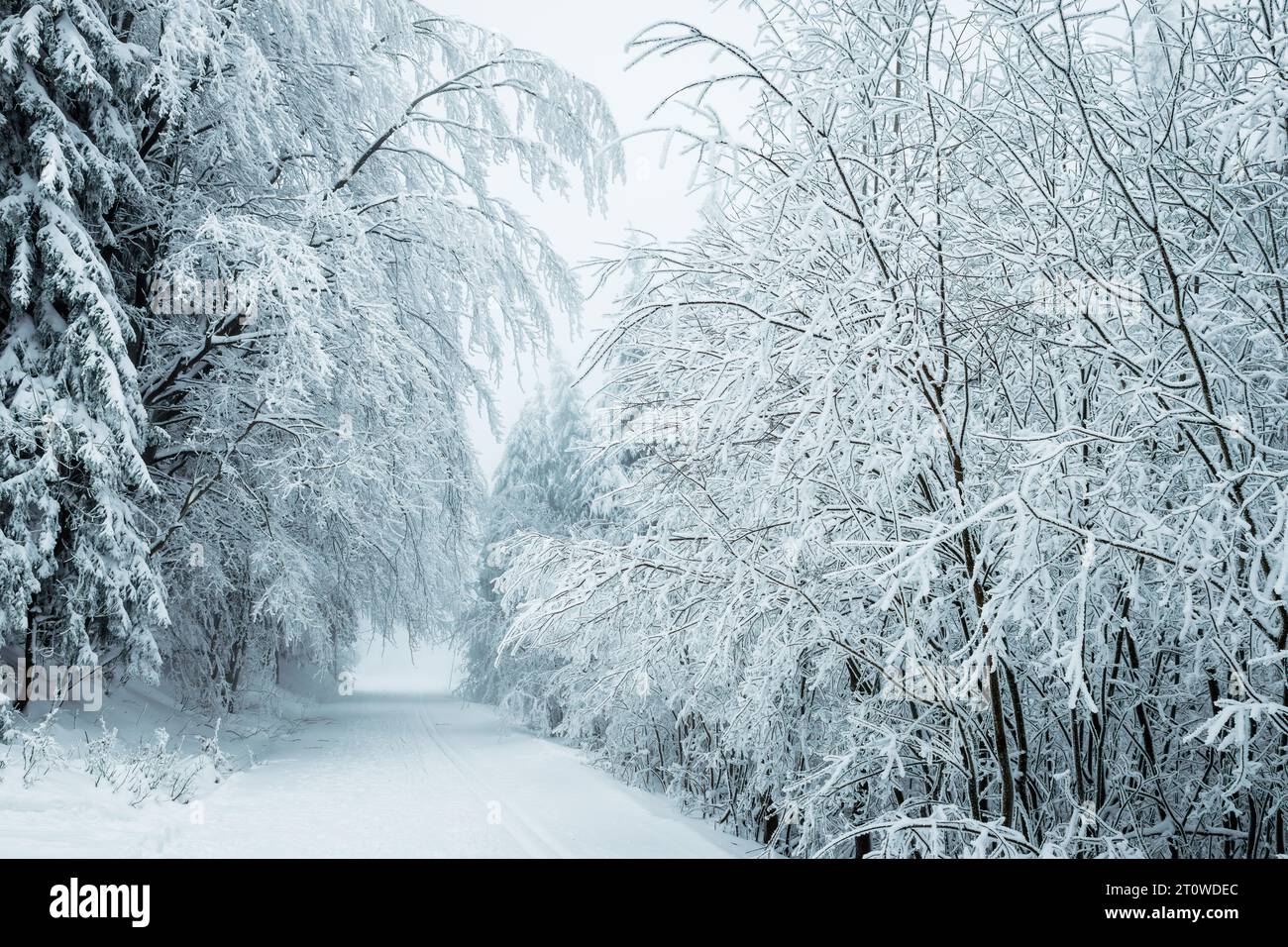 Blizzard and mist hi-res stock photography and images - Alamy