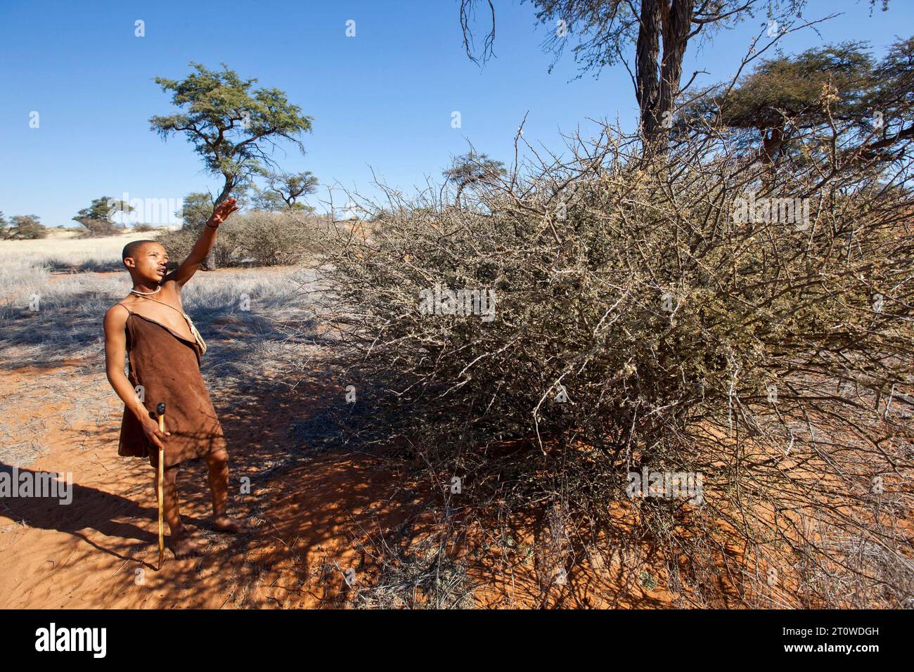 Indigenous to southern africa hi-res stock photography and images - Alamy