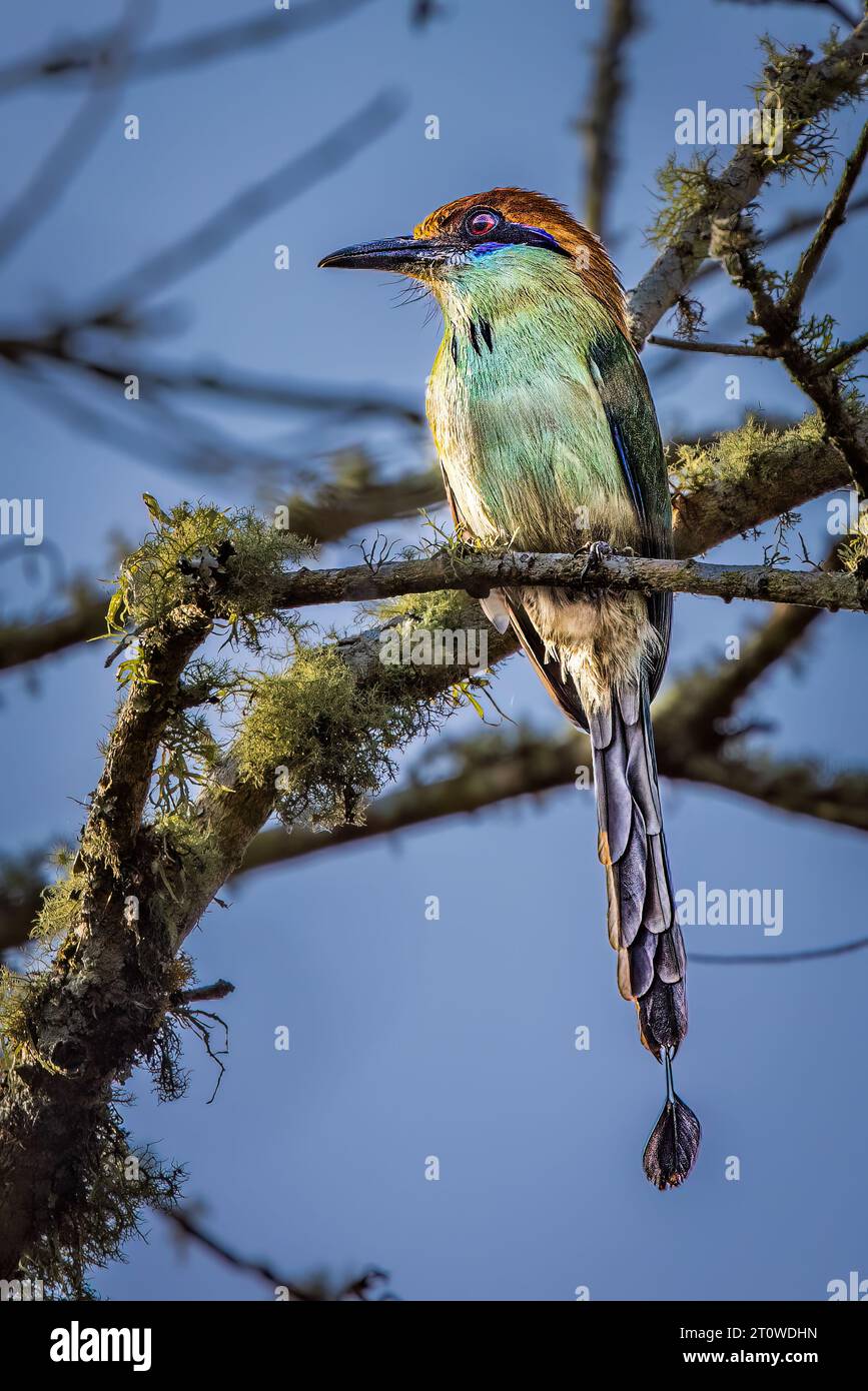 Motmot mexico hi-res stock photography and images - Alamy