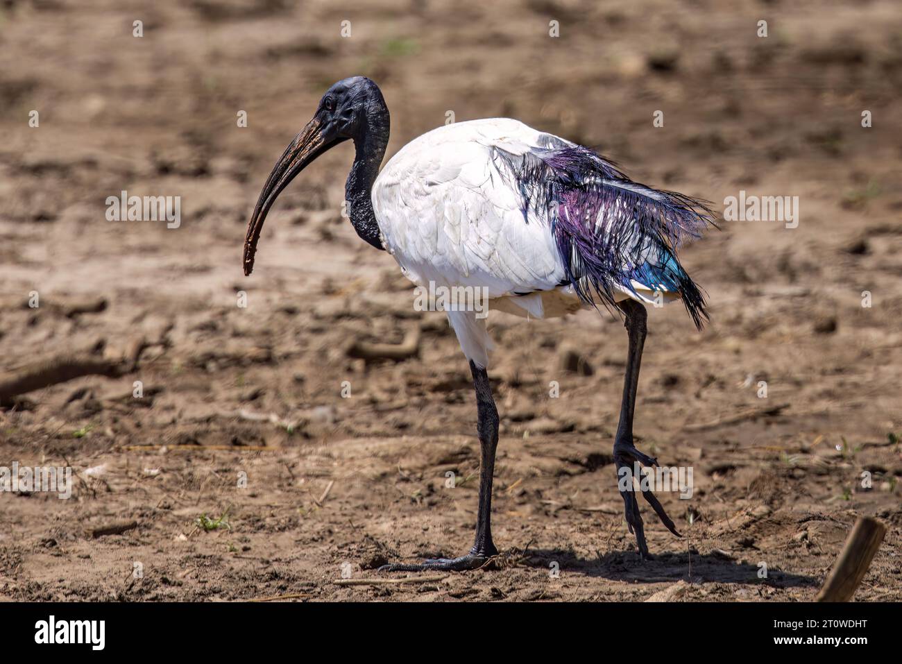 Portain of a sacred ibis in the Omo Valley, Ethiopia Stock Photo - Alamy