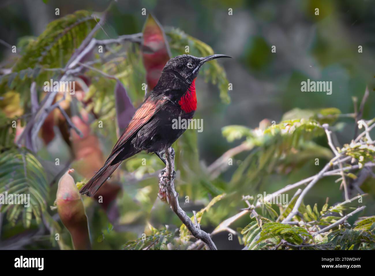 A stunning scarlet-chested sunbird in the Great Rift Valley, Ethiopia ...
