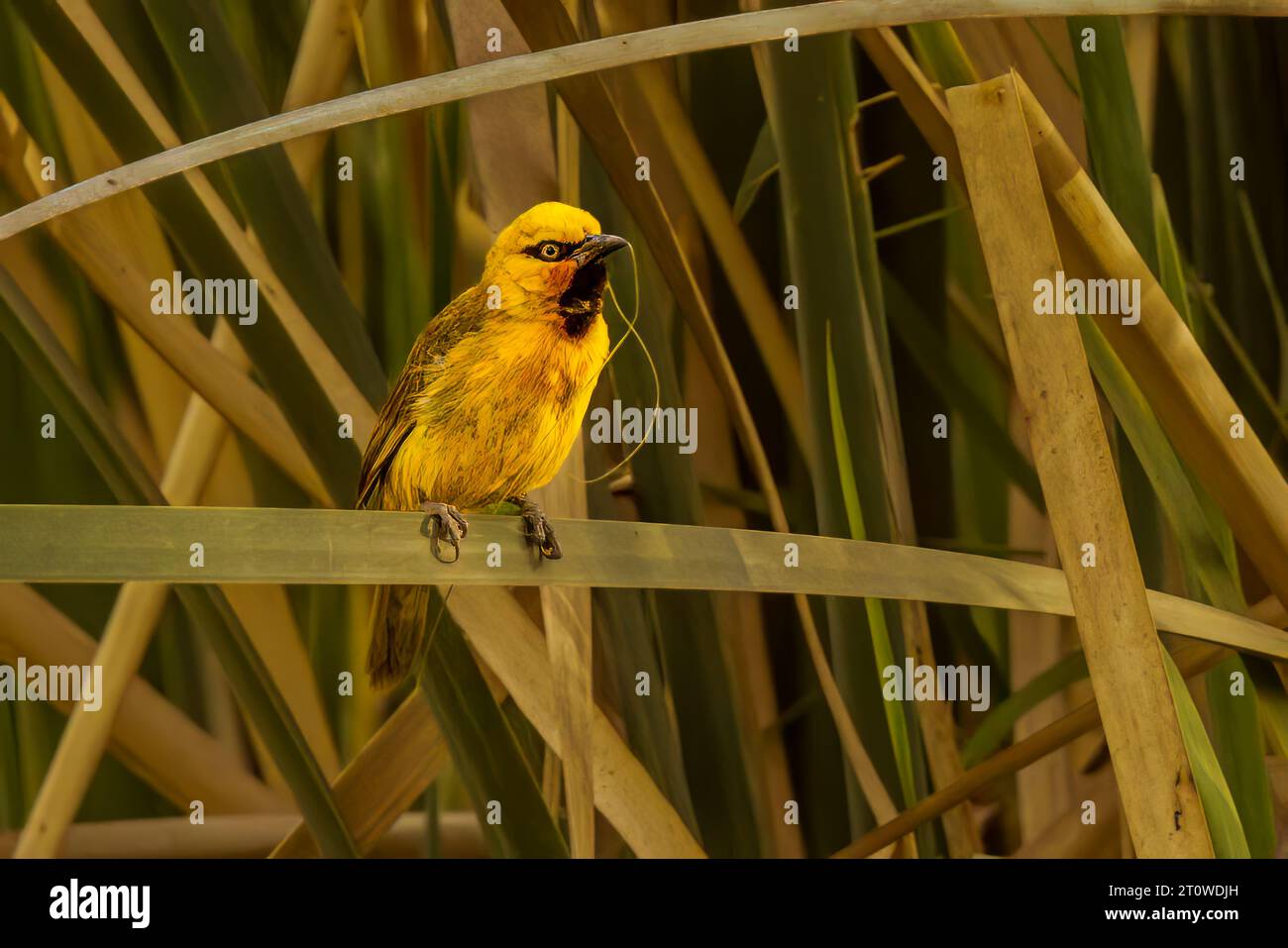 A spectacled weaver in the Great Rift Valley of Etlhiopia Stock Photo ...