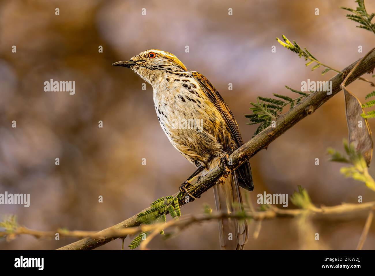 A spotted morning thrush in the Omo Valley, Ethiopia Stock Photo - Alamy