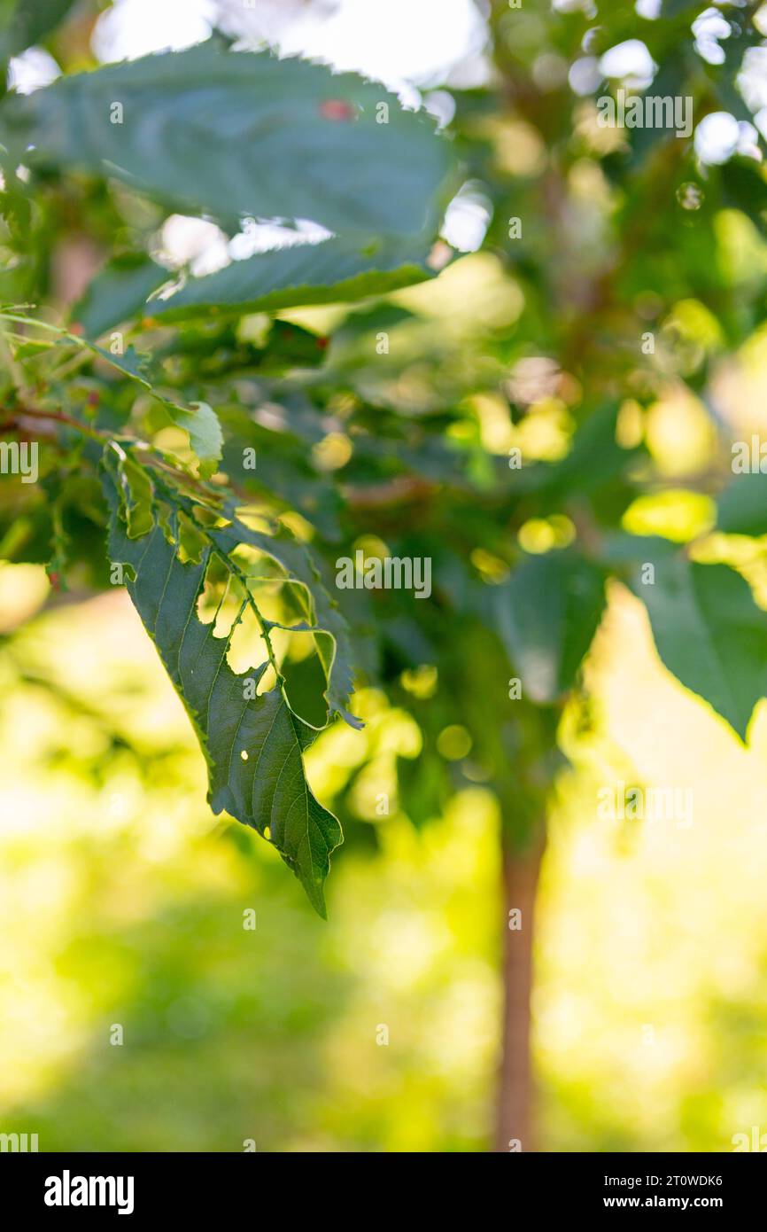 2 July 2023: Plants and trees in the garden with pest infestation ...