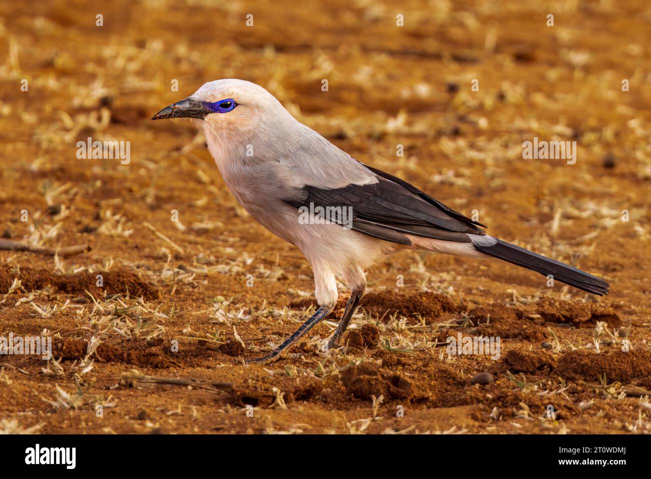 A Stresemann's bush crow in the Great Rift Valley of Ethiopia Stock ...