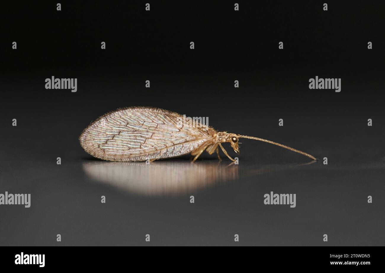 Brown Lacewing insect (Chrysoperla rufilabris) centered on a flat shiny ...