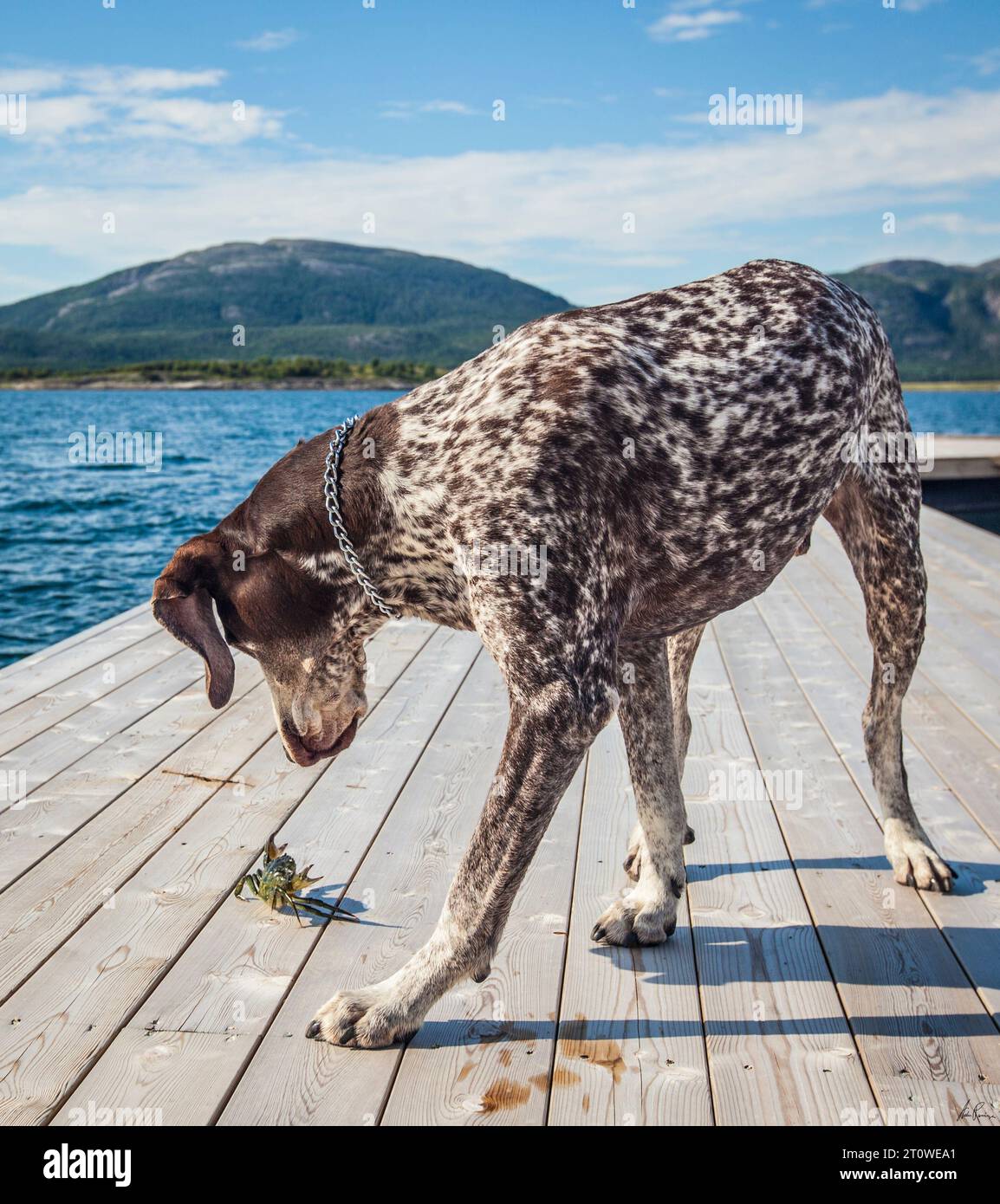 Crab and dog standoff Stock Photo - Alamy