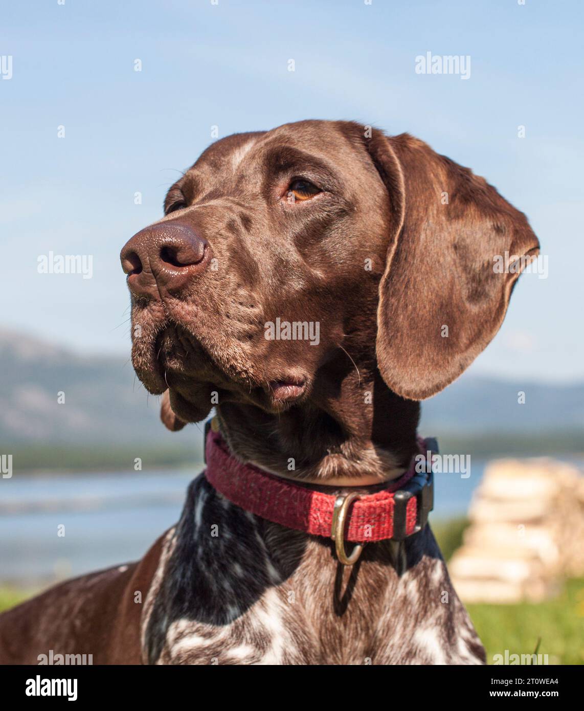 German Shorthaired Pointer Stock Photo - Alamy