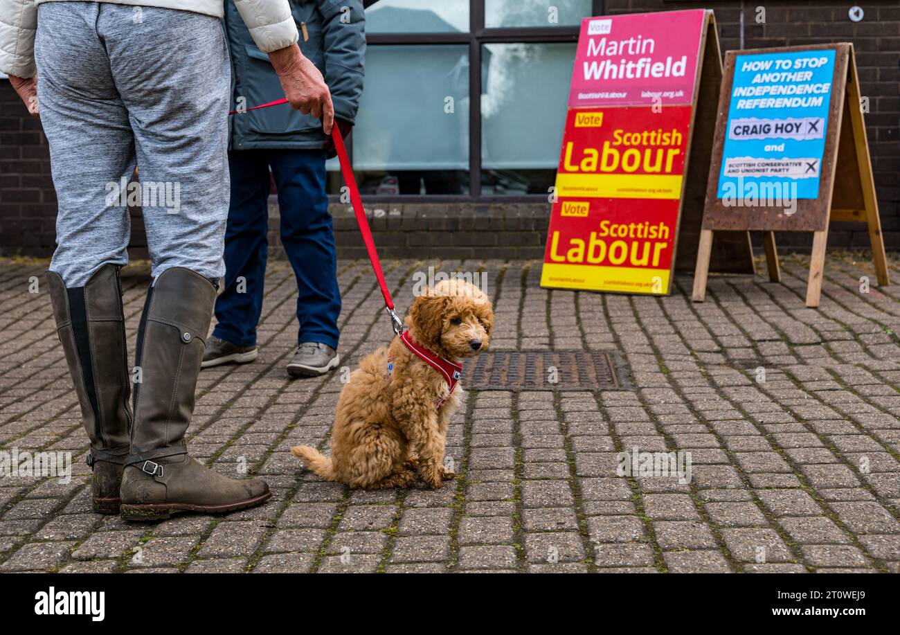 Puppy dog at polling place, Haddington, Scottish parliament election ...